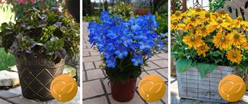 Fleuroselect 2021 gold medal winners announced | HortWeek